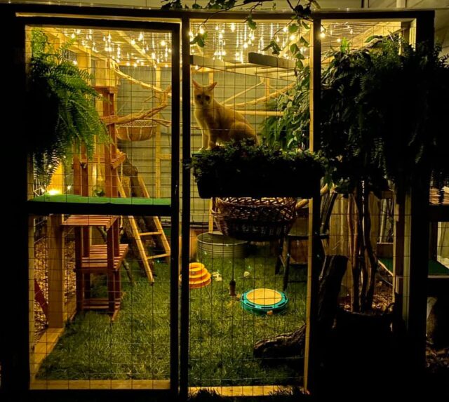 Couple builds incredible outdoor ‘catio’ for their cats