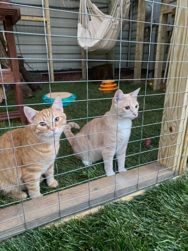 Couple builds incredible outdoor ‘catio’ for their cats