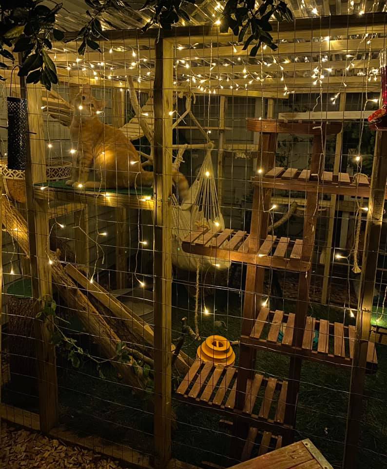 Couple builds incredible outdoor ‘catio’ for their cats