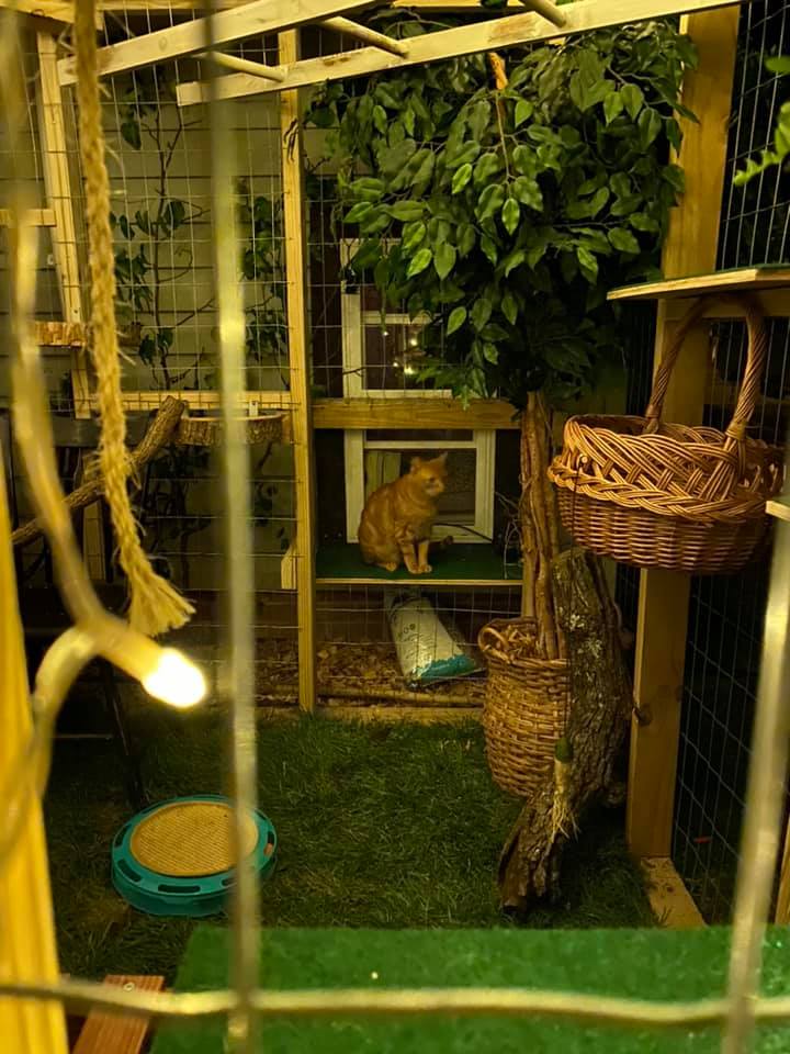 Couple builds incredible outdoor ‘catio’ for their cats