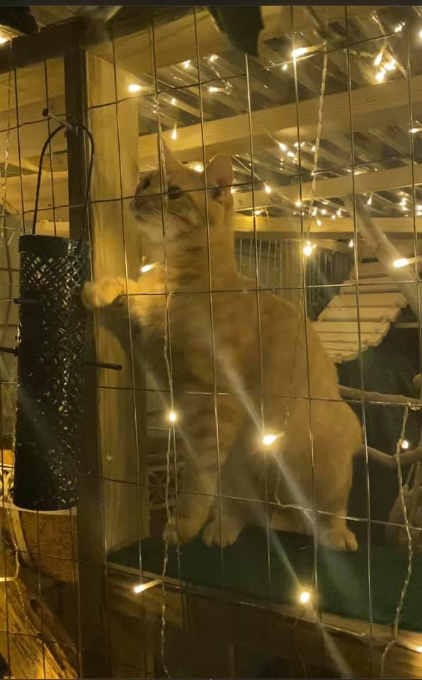Couple builds incredible outdoor ‘catio’ for their cats