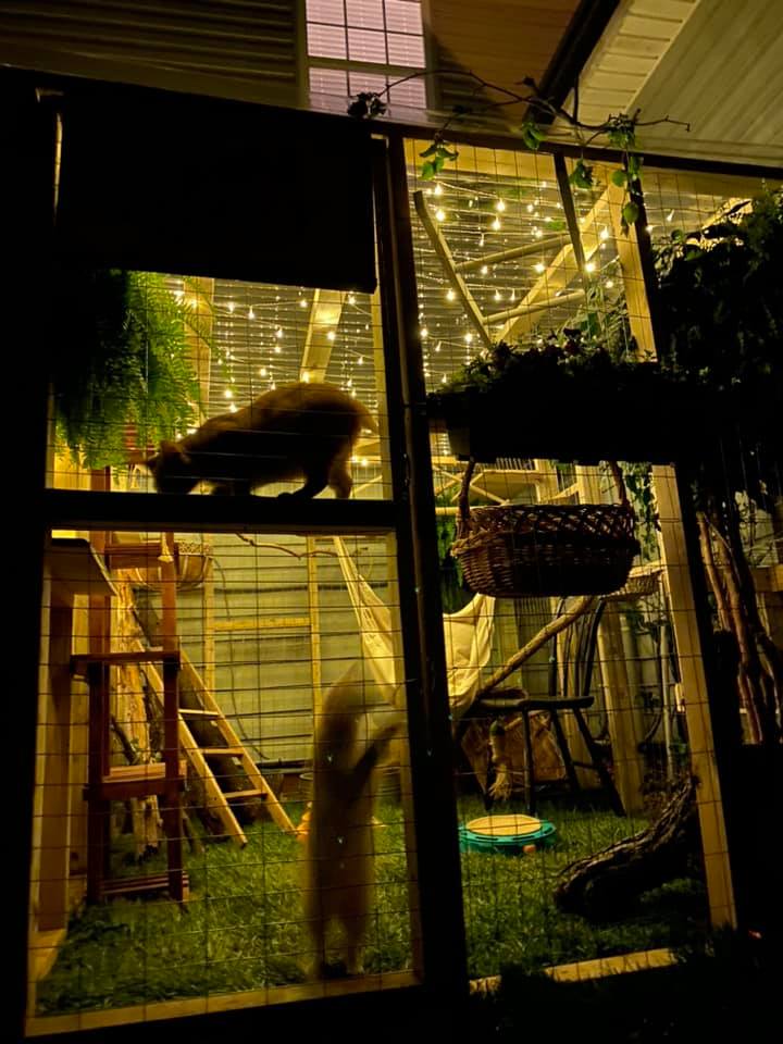 Couple builds incredible outdoor ‘catio’ for their cats