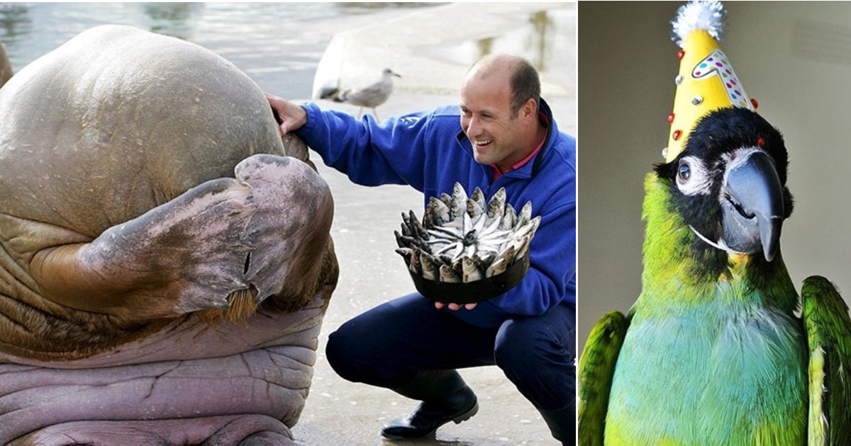 50+ animals who had incredible birthday parties