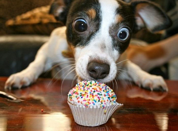 50+ animals who had incredible birthday parties