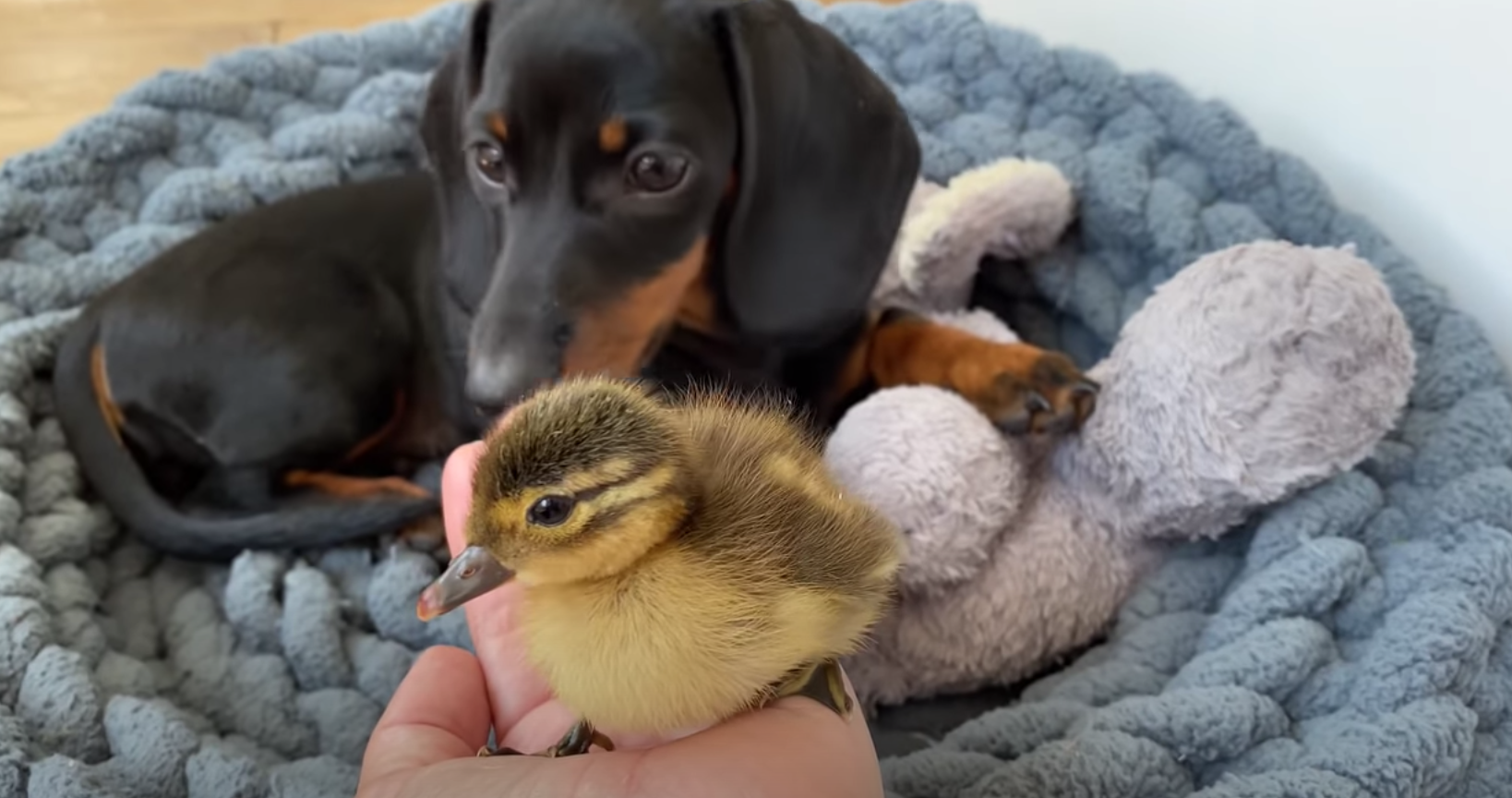 Sweet Dachshund puppy helps take care of newborn Mandarin ducklings