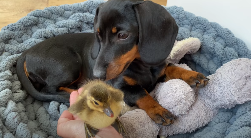 Sweet Dachshund puppy helps take care of newborn Mandarin ducklings