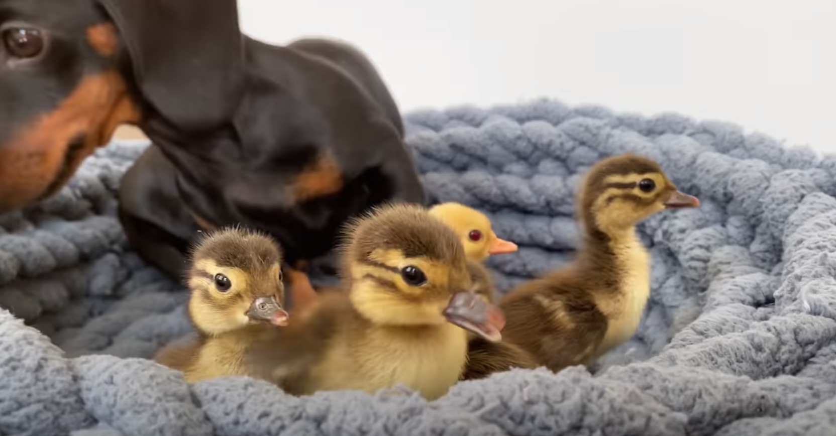 Sweet Dachshund puppy helps take care of newborn Mandarin ducklings