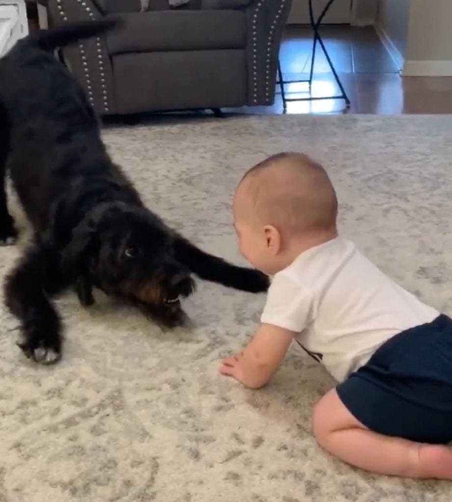 Newly famous dog flips his lid when he sees himself on TV for first time