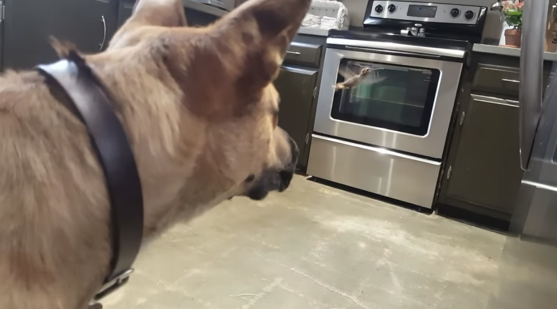 Man adopts a dangerous feral dog. 1 month later dog rescues dying ...