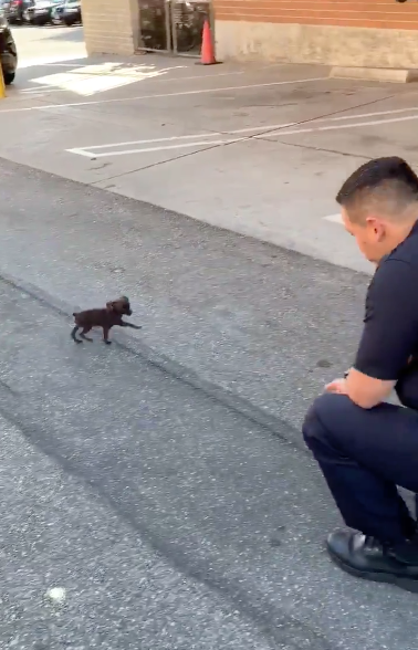 Stray dog loses his cool when he spots officer. Chases cop down street