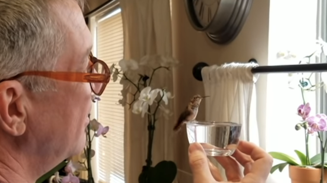 Man adopts a dangerous feral dog. 1 month later dog rescues dying ...