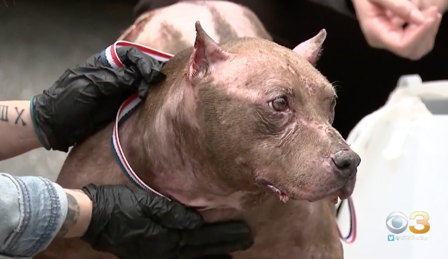 After 4-year search, family finds dog they lost in Georgia living in ...