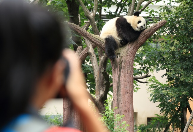 40 Adorable And Pregnant Animal Moms