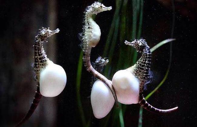 40 Adorable And Pregnant Animal Moms