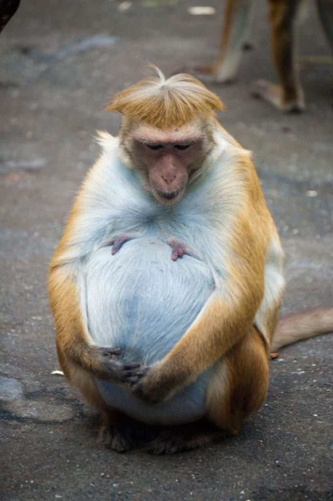 40 Adorable And Pregnant Animal Moms