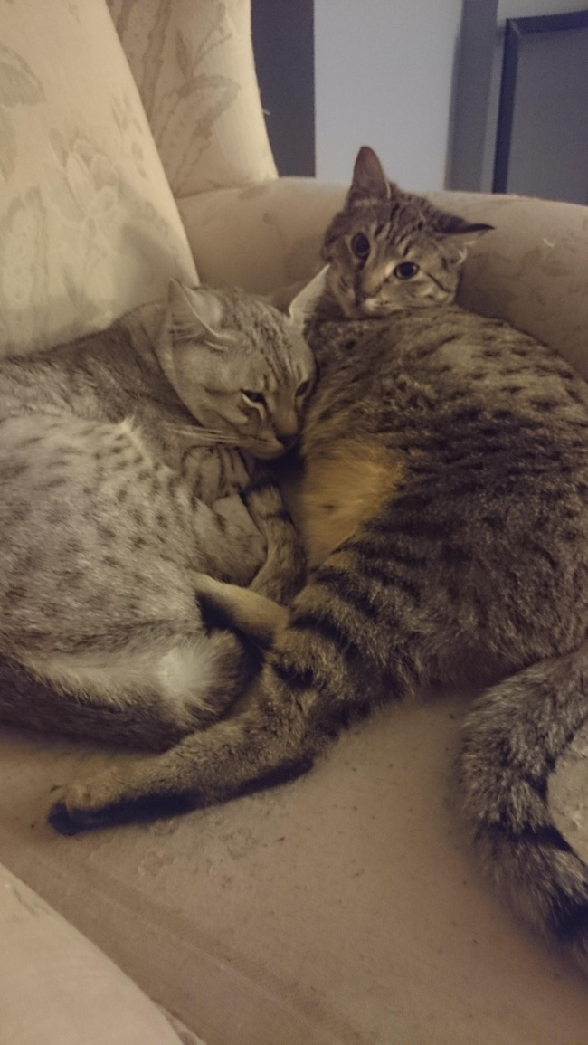 40 Adorable And Pregnant Animal Moms