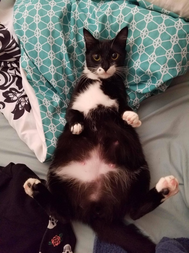 40 Adorable And Pregnant Animal Moms