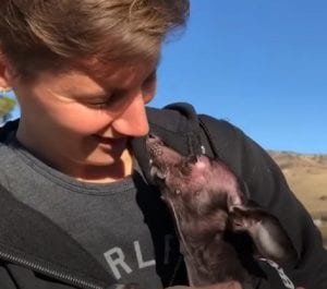 Deformed Chihuahua gets a second shot at love after being abandoned