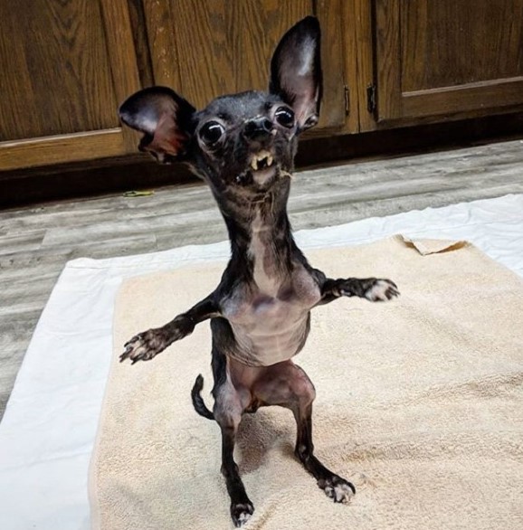 Deformed Chihuahua gets a second shot at love after being abandoned