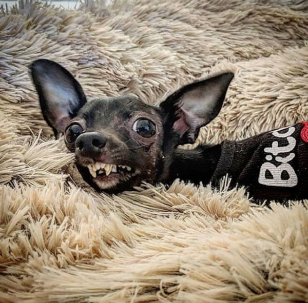 Deformed Chihuahua gets a second shot at love after being abandoned