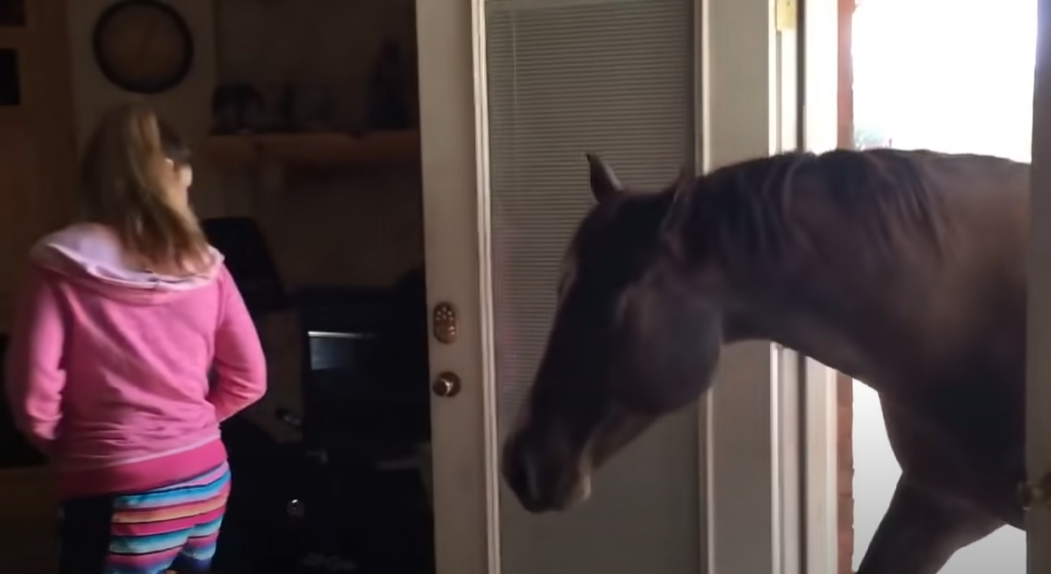 Horse knocks on front door and goes inside house to relax with owner