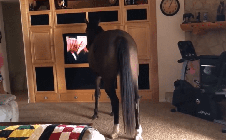 Horse knocks on front door and goes inside house to relax with owner