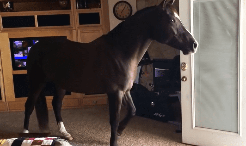 Horse knocks on front door and goes inside house to relax with owner