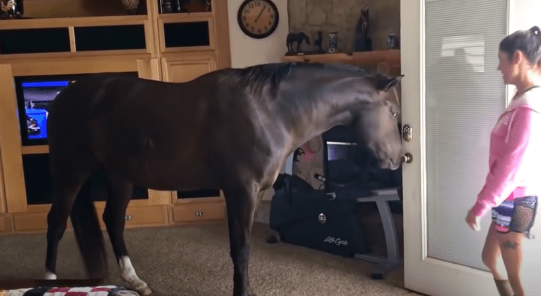 Horse knocks on front door and goes inside house to relax with owner