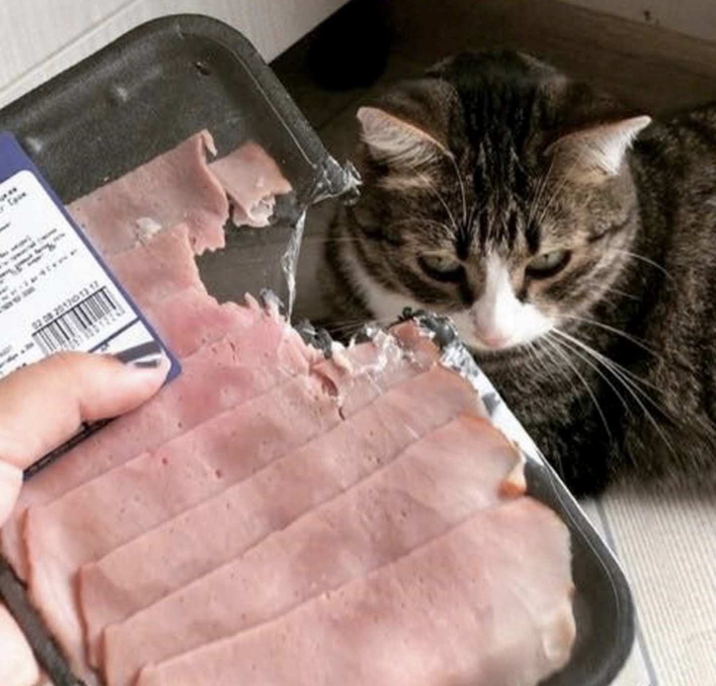 40 Pictures of pets whose owners deserve a reward for their patience