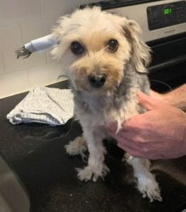 30 grooming fails people should have left to the professionals