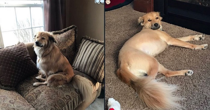 30 grooming fails people should have left to the professionals