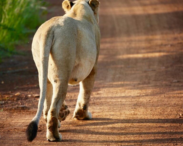 40 Adorable And Pregnant Animal Moms