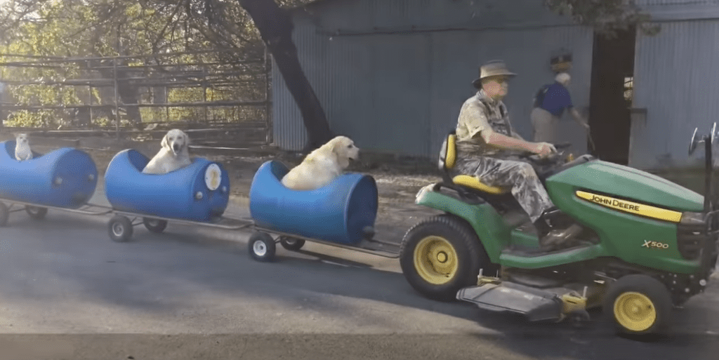 82-year-old retired man creates dog train for foster pups