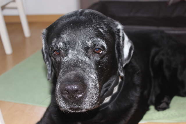 Owner stunned when his black Labrador starts changing colors