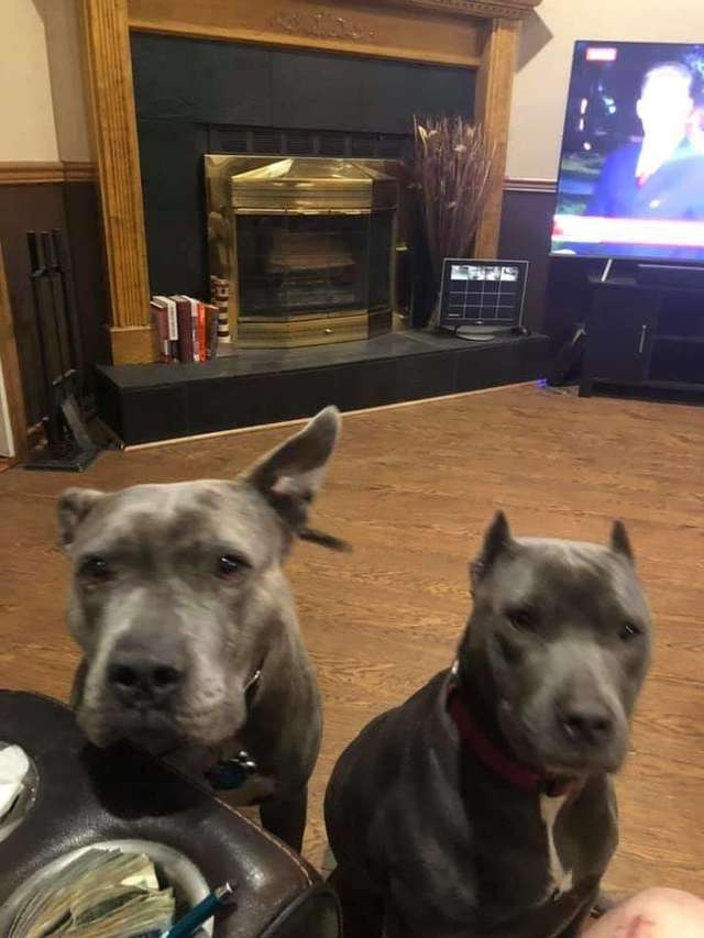 Man saves pit bulls no one wanted – they return the favor when ...