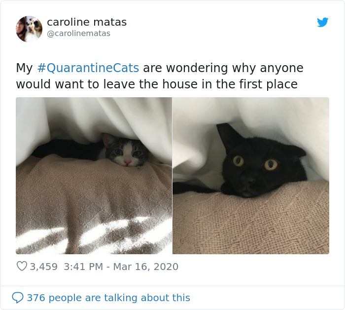 40+ Cats Who Have Quarantine All Figured Out