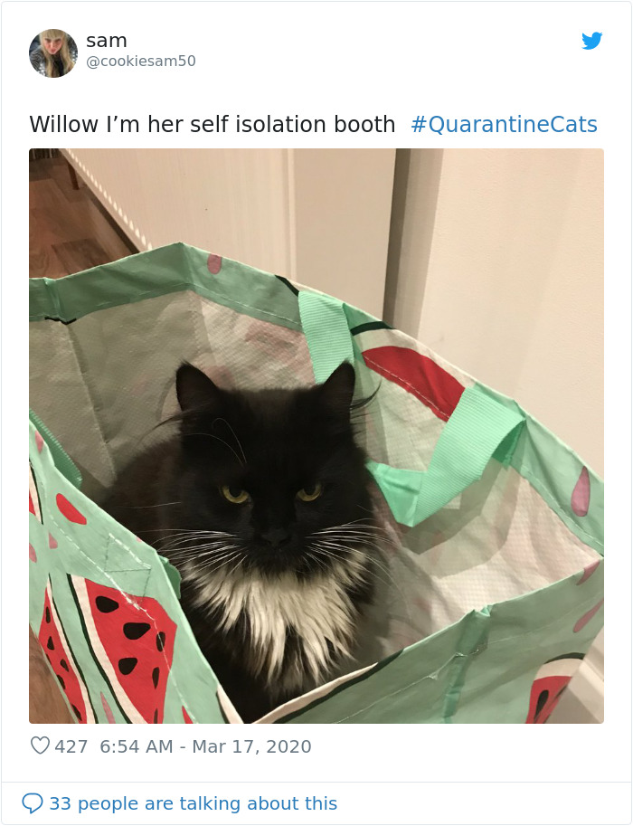 40+ Cats Who Have Quarantine All Figured Out