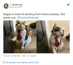 40+ Cats Who Have Quarantine All Figured Out