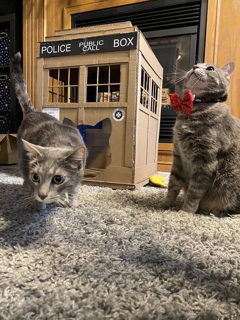 40+ Cats Who Have Quarantine All Figured Out