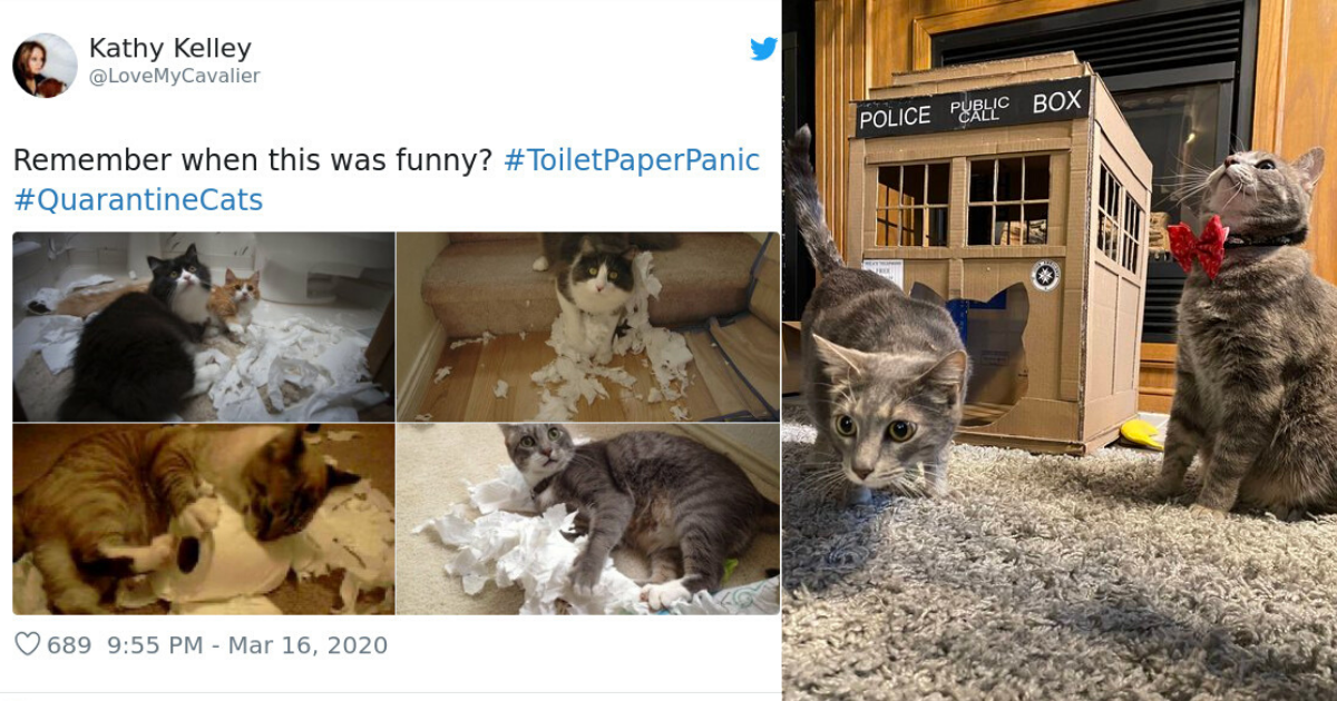 40+ Cats Who Have Quarantine All Figured Out