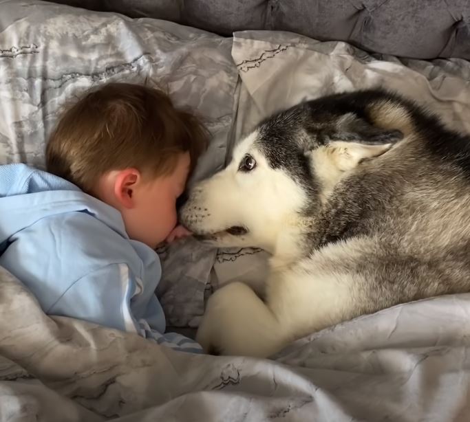 Husky Adorably Cuddles With Baby After He Falls Asleep