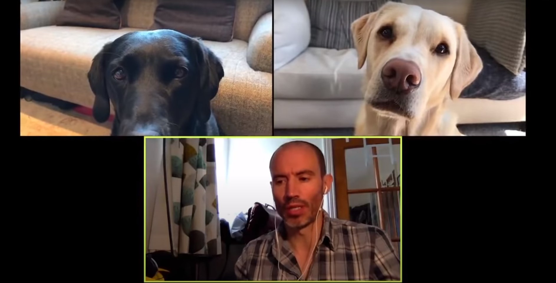 Man has hilarious Zoom meeting with his dogs to discuss their ‘job ...