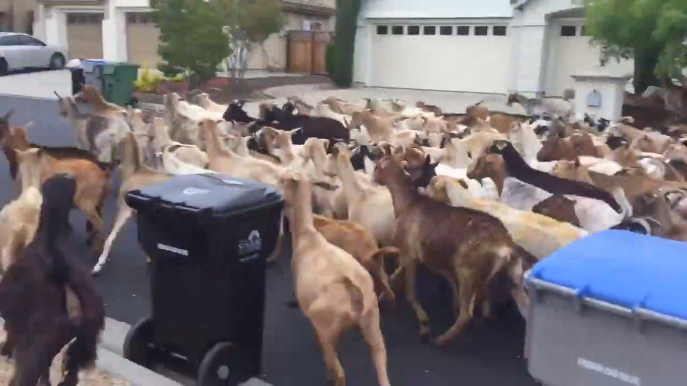 200 Goats Run Wild Through Neighborhood
