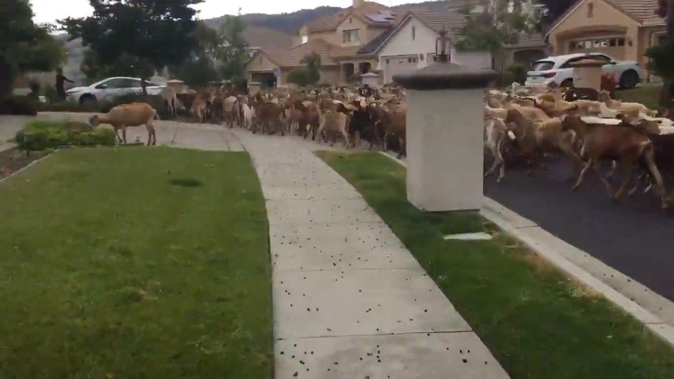 200 Goats Run Wild Through Neighborhood