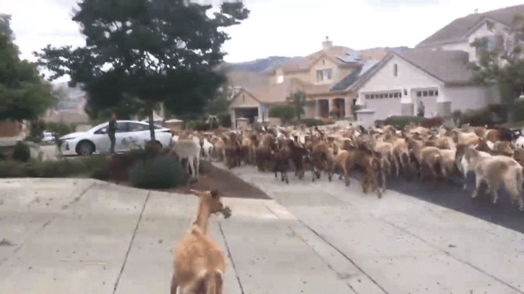 200 Goats Run Wild Through Neighborhood