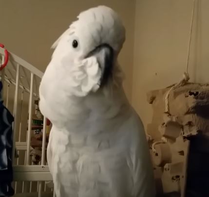 Cockatoo Hilariously Rocks Out To Music