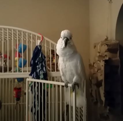 Cockatoo Hilariously Rocks Out To Music