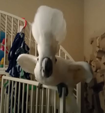 Cockatoo Hilariously Rocks Out To Music