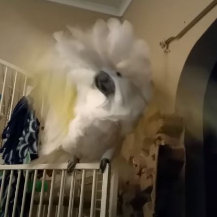 Cockatoo Hilariously Rocks Out To Music