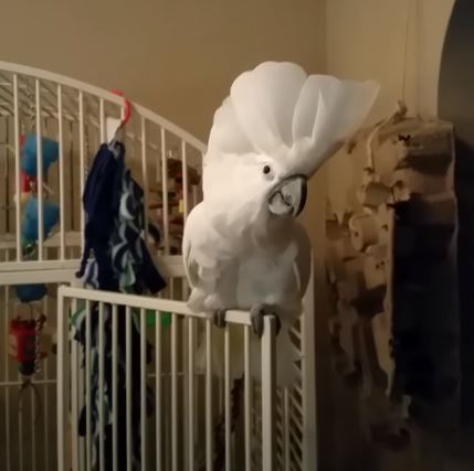 Cockatoo Hilariously Rocks Out To Music